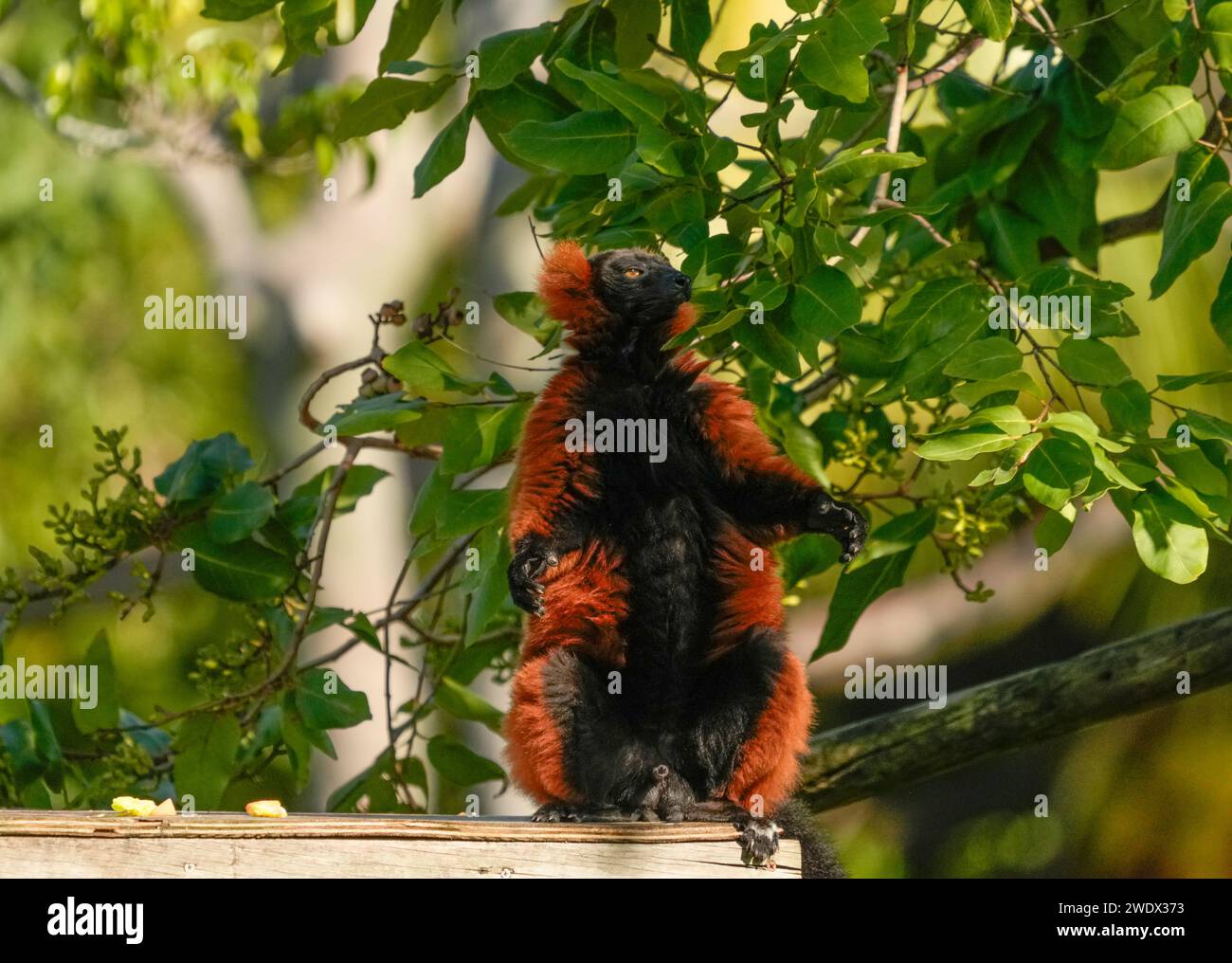 Naples, United States. 21st Jan, 2024. RED-RUFFED LEMUR on display at ...