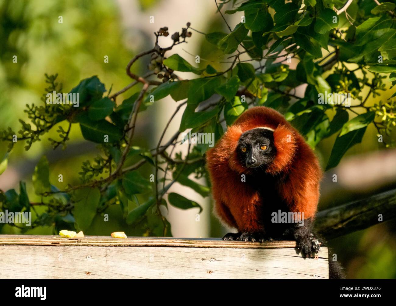 Naples, United States. 21st Jan, 2024. RED-RUFFED LEMUR on display at ...
