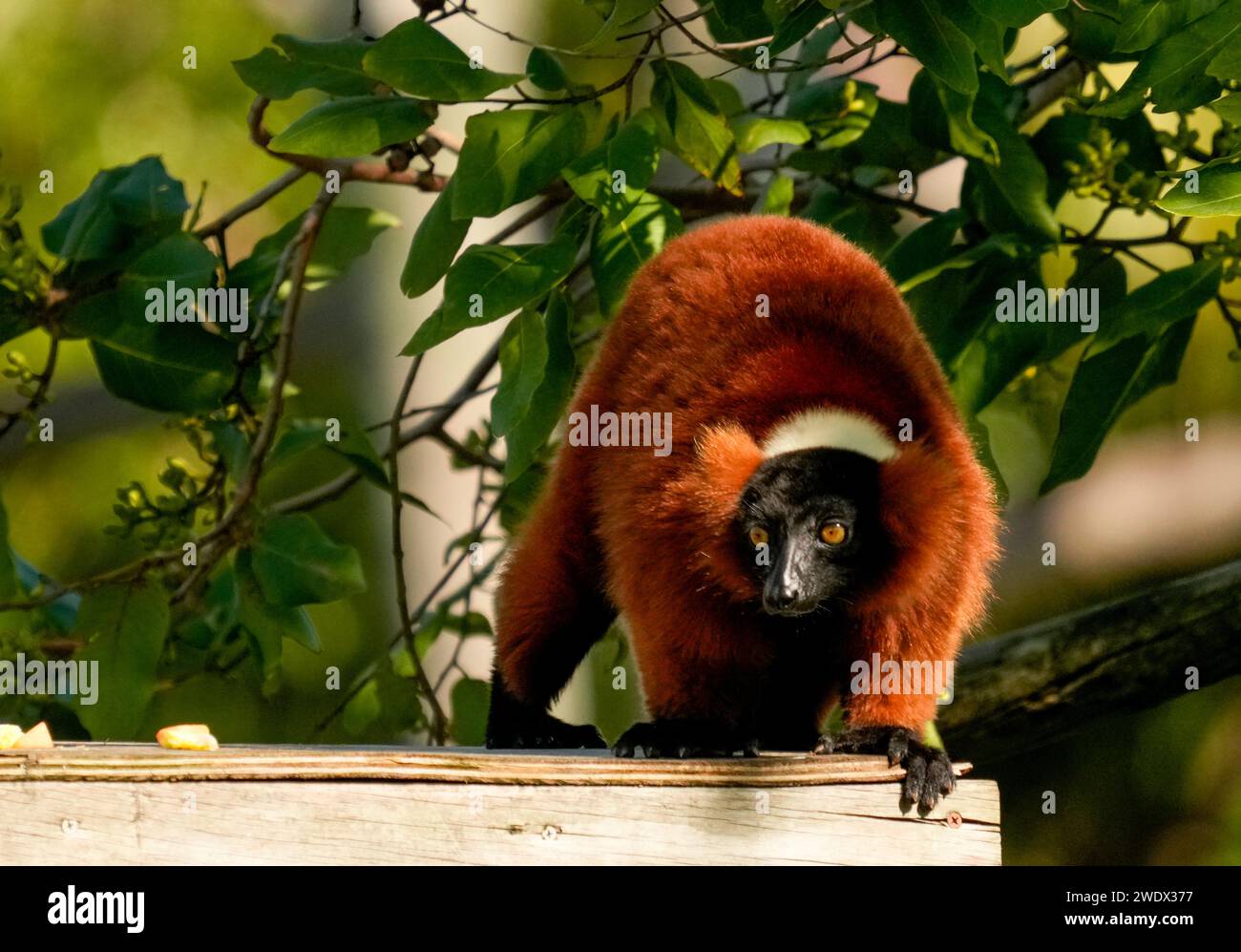 Naples, United States. 21st Jan, 2024. RED-RUFFED LEMUR on display at ...
