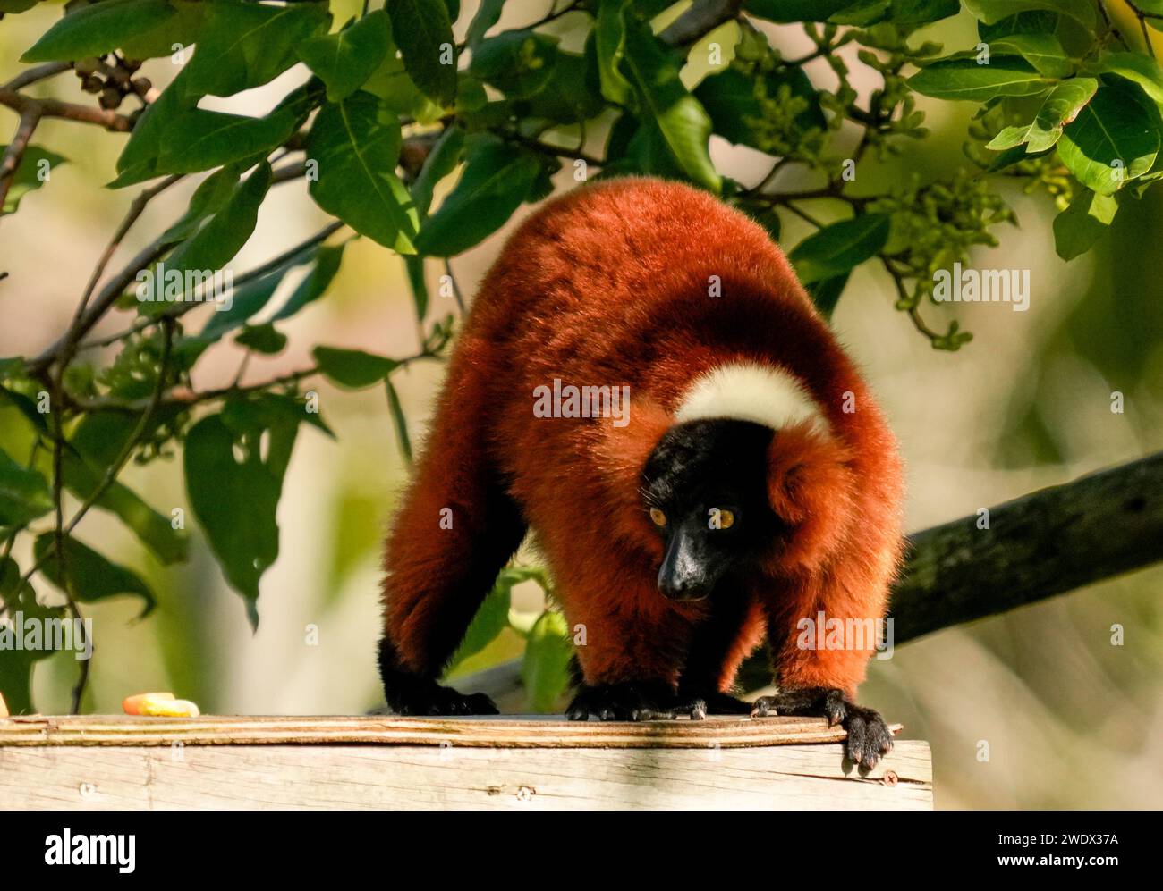 Naples, United States. 21st Jan, 2024. RED-RUFFED LEMUR on display at ...