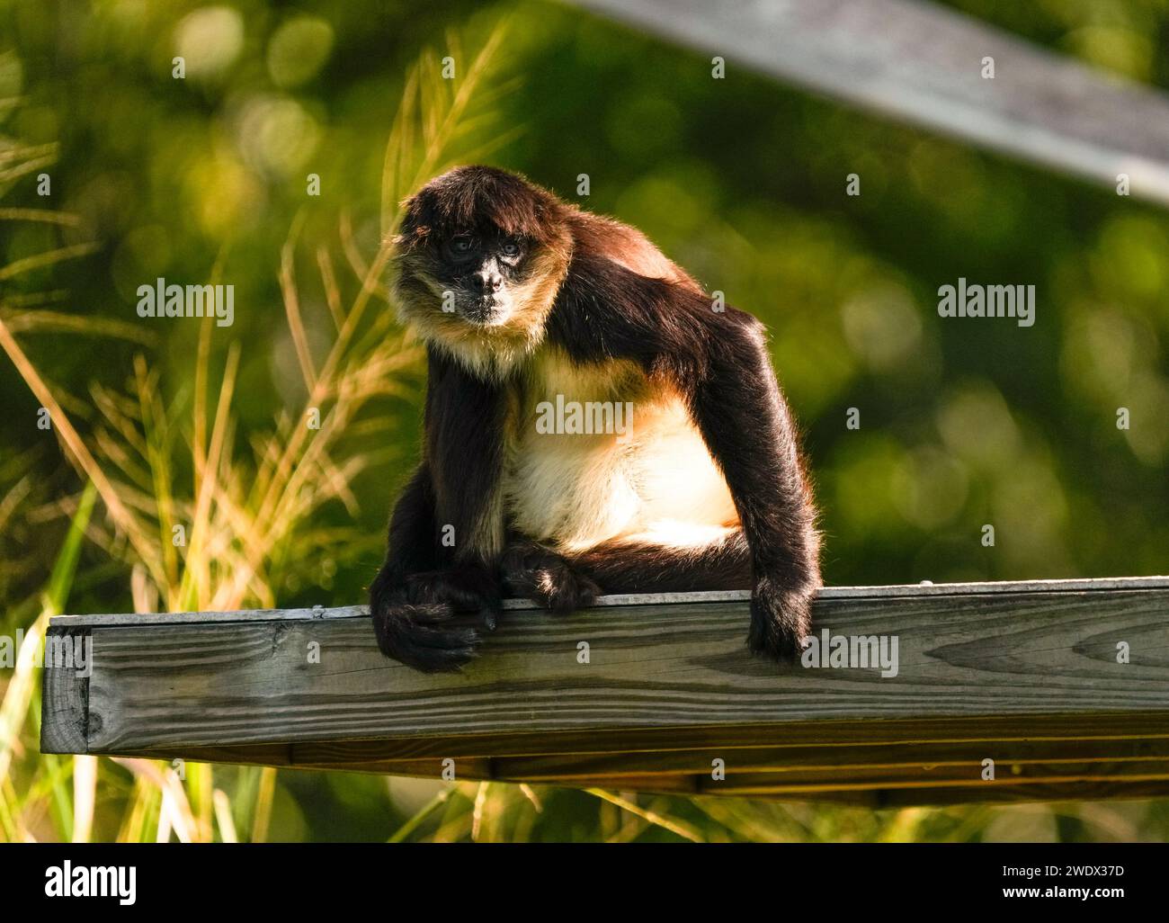 Naples, United States. 21st Jan, 2024. BLACK-HANDED SPIDER MONKEY on ...