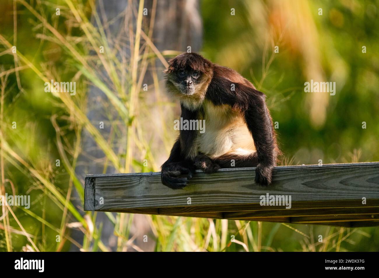Naples, United States. 21st Jan, 2024. BLACK-HANDED SPIDER MONKEY on ...