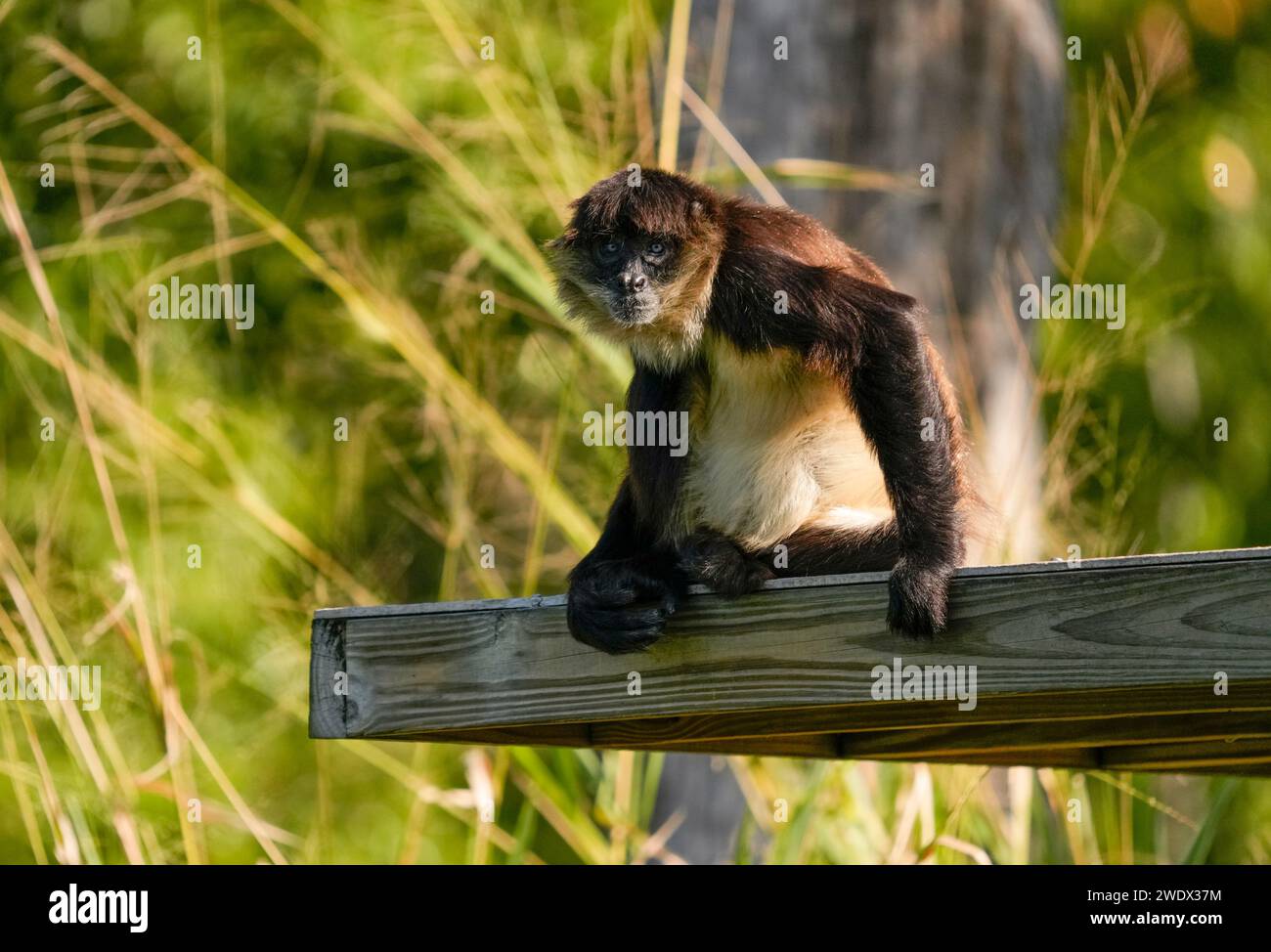 Naples, United States. 21st Jan, 2024. BLACK-HANDED SPIDER MONKEY on ...