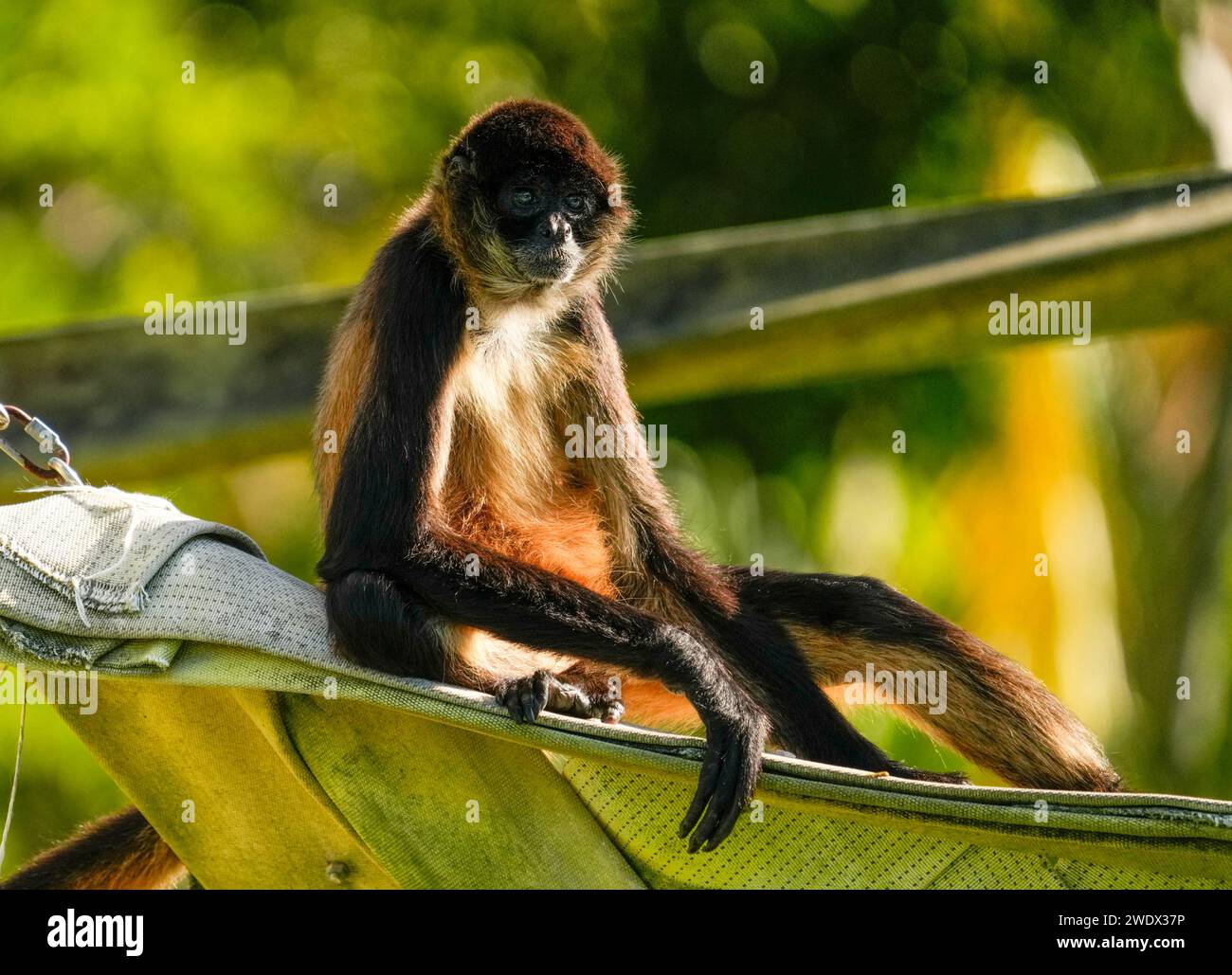Naples, United States. 21st Jan, 2024. BLACK-HANDED SPIDER MONKEY on ...