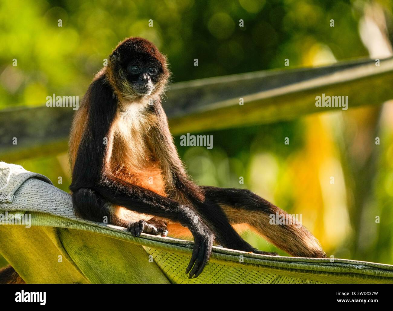 Naples, United States. 21st Jan, 2024. BLACK-HANDED SPIDER MONKEY on ...