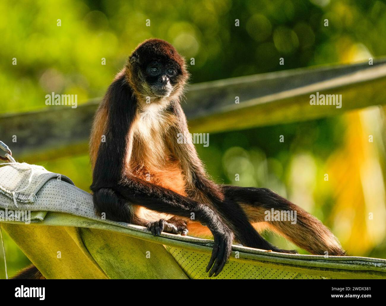 Naples, United States. 21st Jan, 2024. BLACK-HANDED SPIDER MONKEY on ...