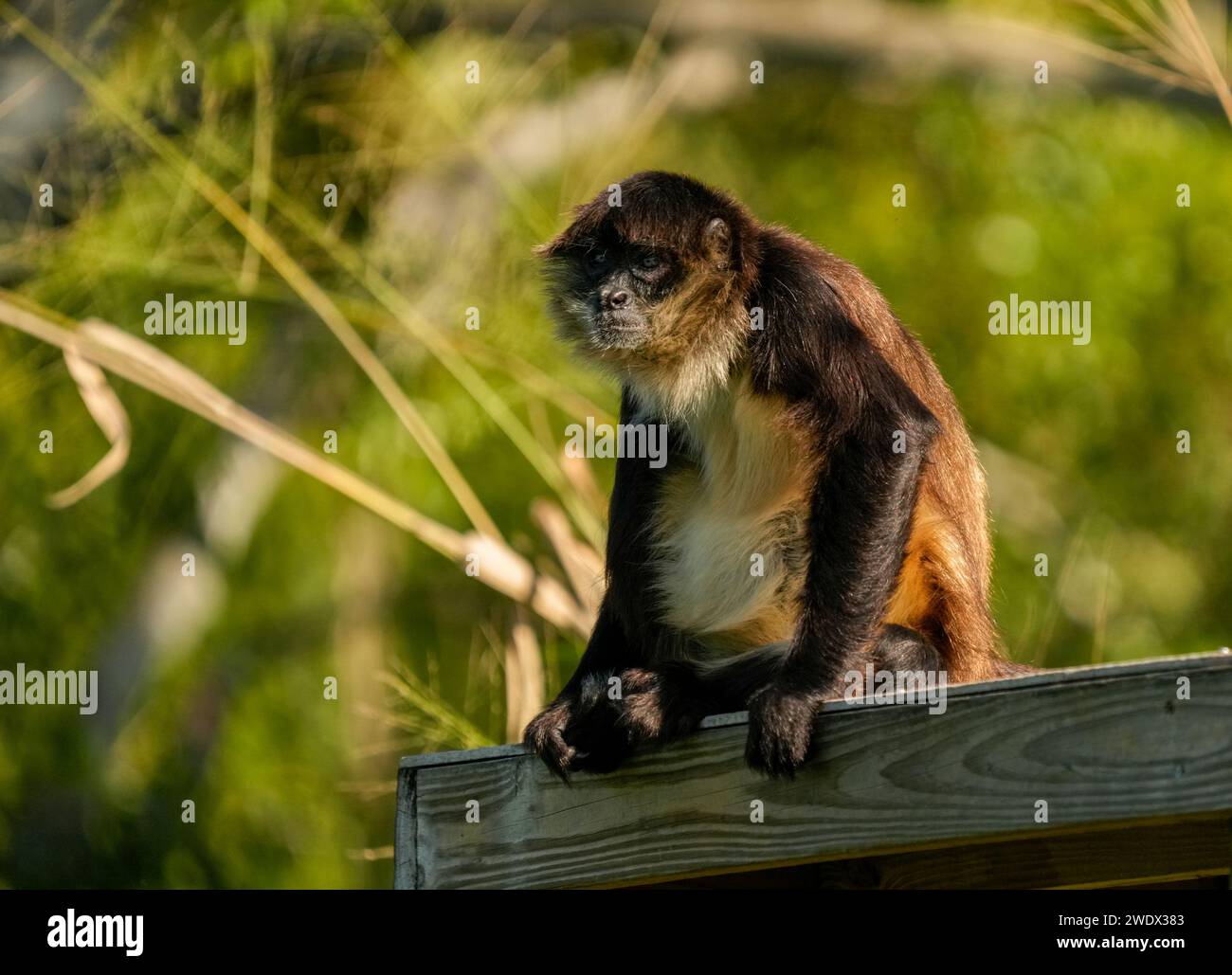 Naples, United States. 21st Jan, 2024. BLACK-HANDED SPIDER MONKEY on ...