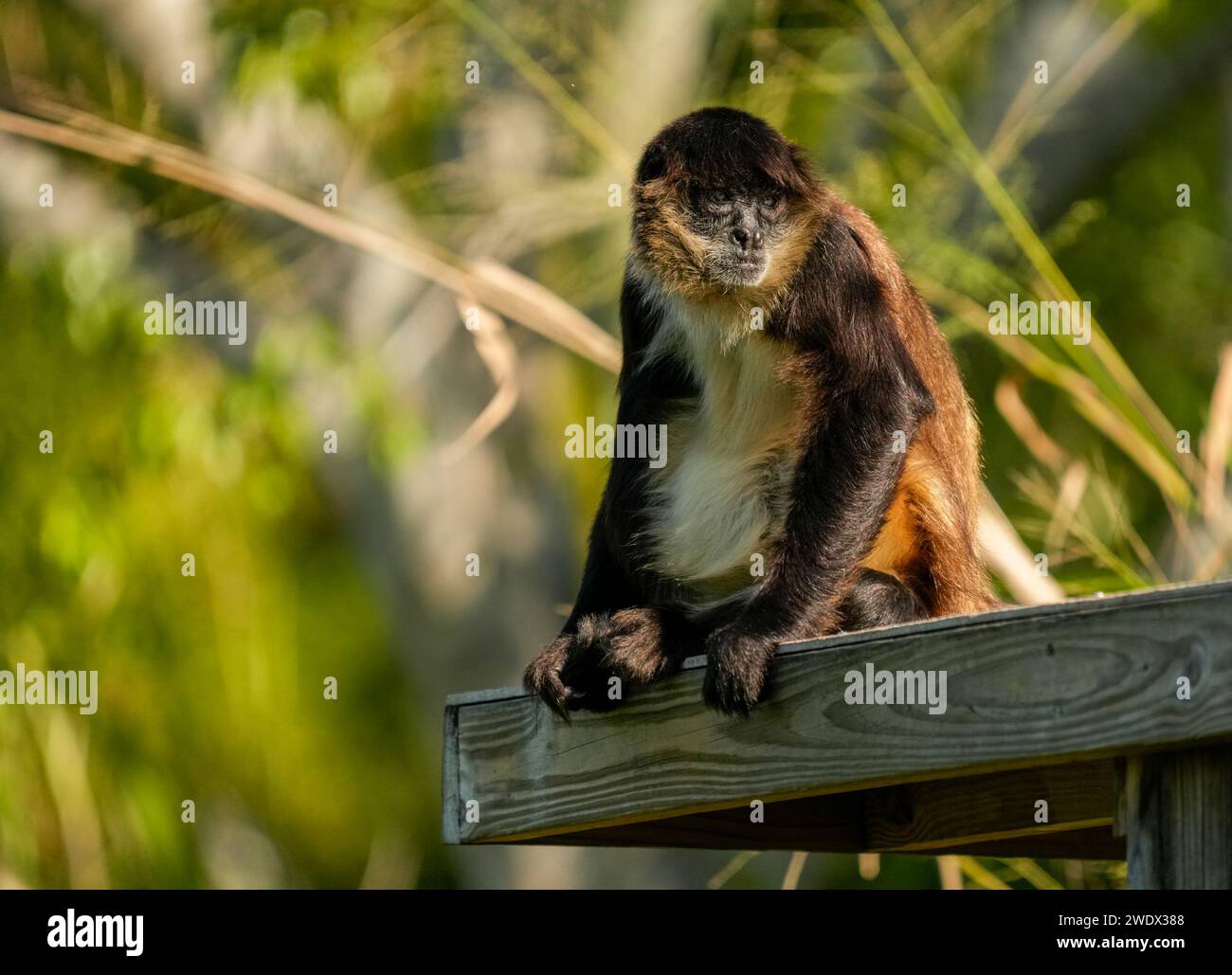 Naples, United States. 21st Jan, 2024. BLACK-HANDED SPIDER MONKEY on ...