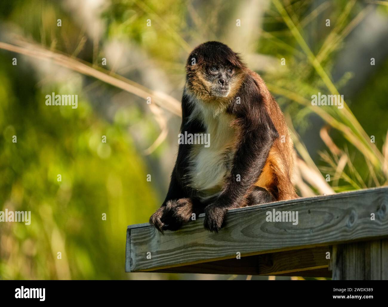 Naples, United States. 21st Jan, 2024. BLACK-HANDED SPIDER MONKEY on ...