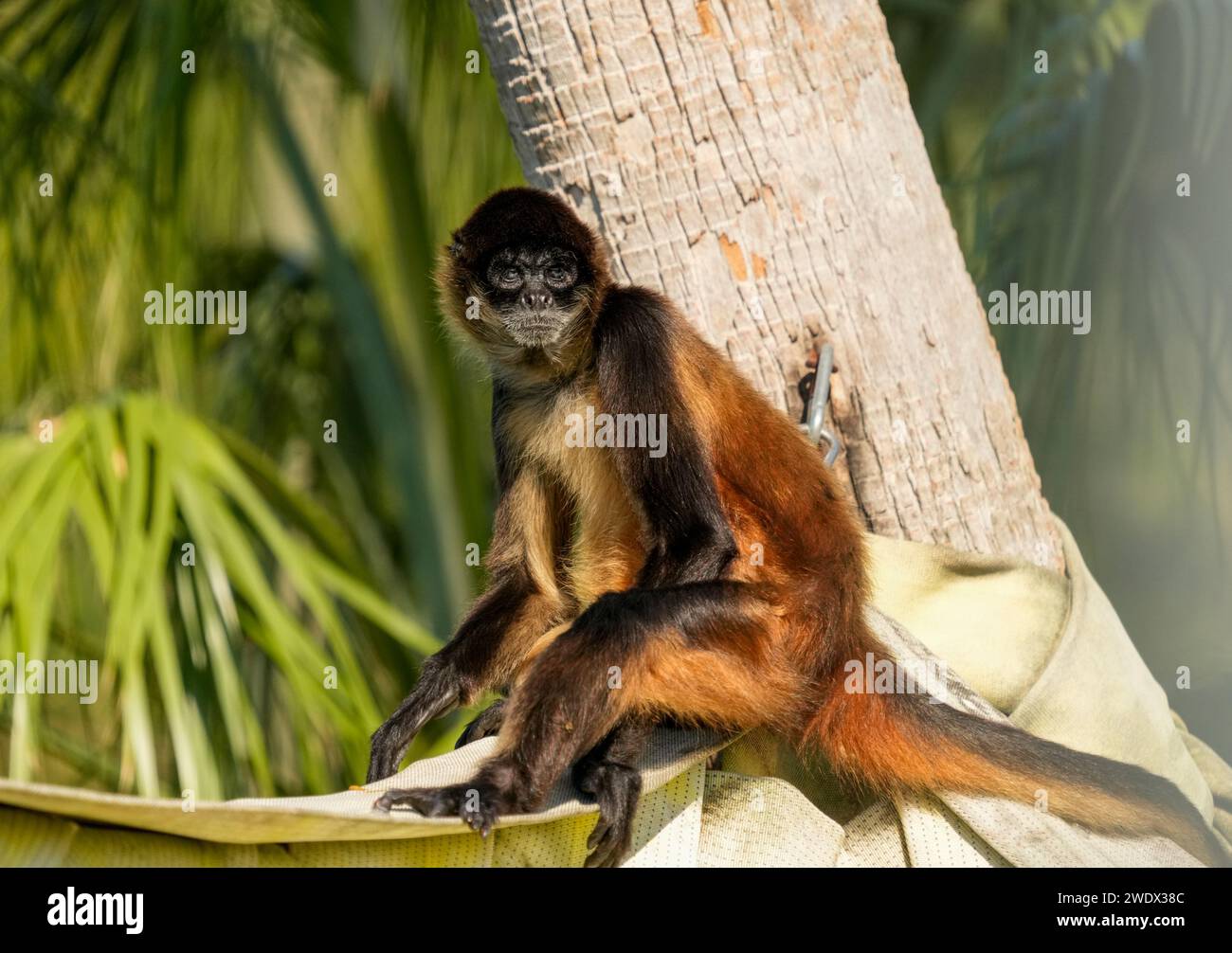 Naples, United States. 21st Jan, 2024. BLACK-HANDED SPIDER MONKEY on ...