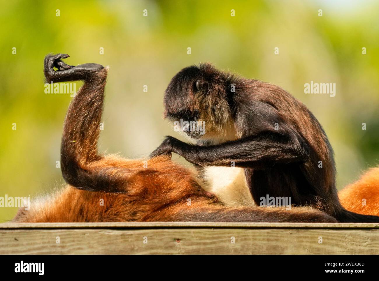 Naples, United States. 21st Jan, 2024. BLACK-HANDED SPIDER MONKEY on ...