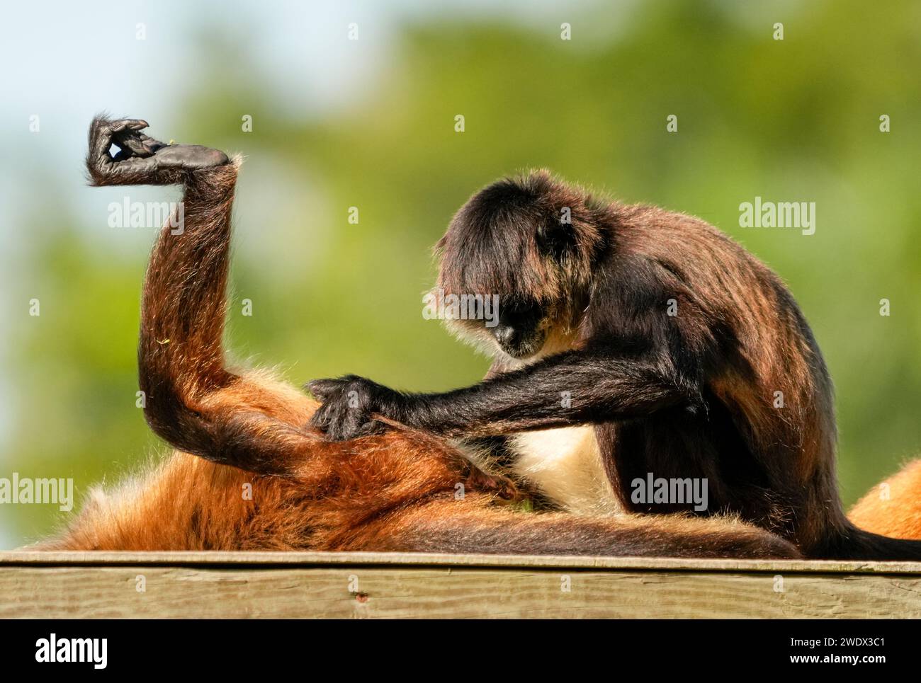 Naples, United States. 21st Jan, 2024. BLACK-HANDED SPIDER MONKEY on ...