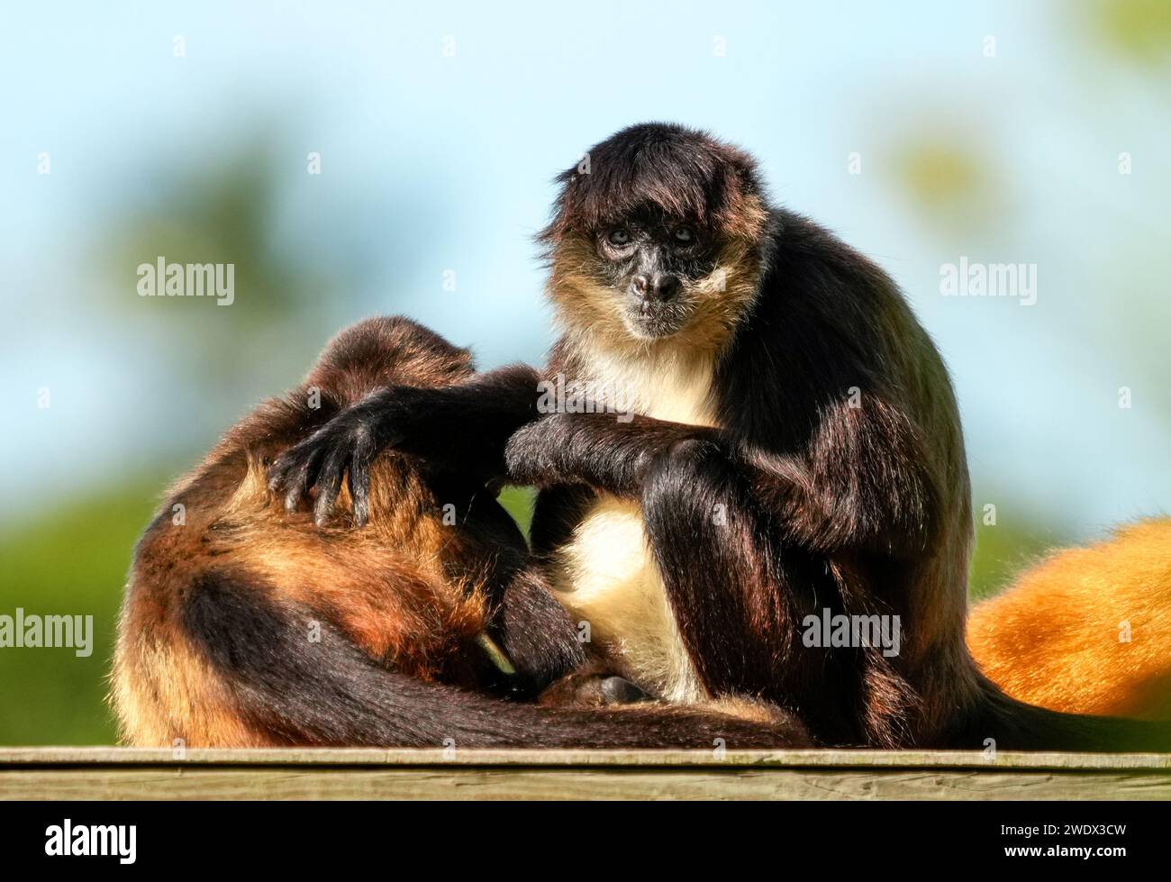 Naples, United States. 21st Jan, 2024. BLACK-HANDED SPIDER MONKEY on ...