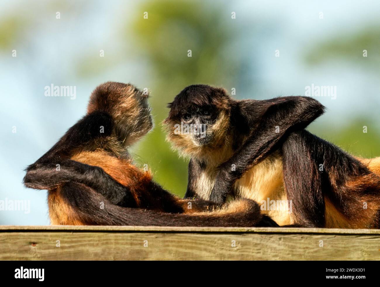 Naples, United States. 21st Jan, 2024. BLACK-HANDED SPIDER MONKEY on ...