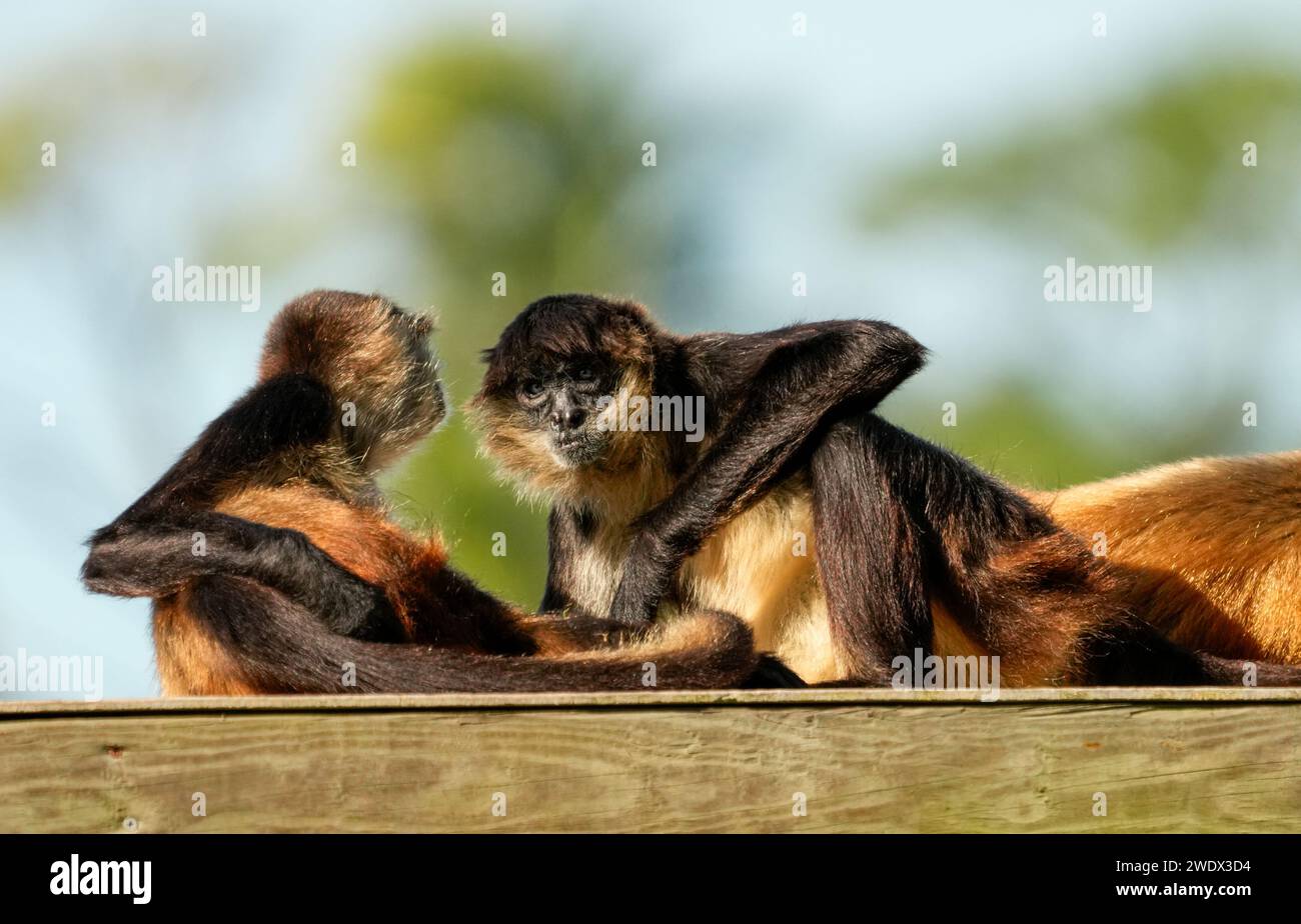 Naples, United States. 21st Jan, 2024. BLACK-HANDED SPIDER MONKEY on ...