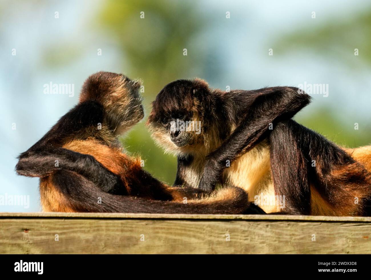 Naples, United States. 21st Jan, 2024. BLACK-HANDED SPIDER MONKEY on ...