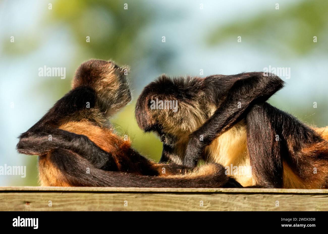 Naples, United States. 21st Jan, 2024. BLACK-HANDED SPIDER MONKEY on ...