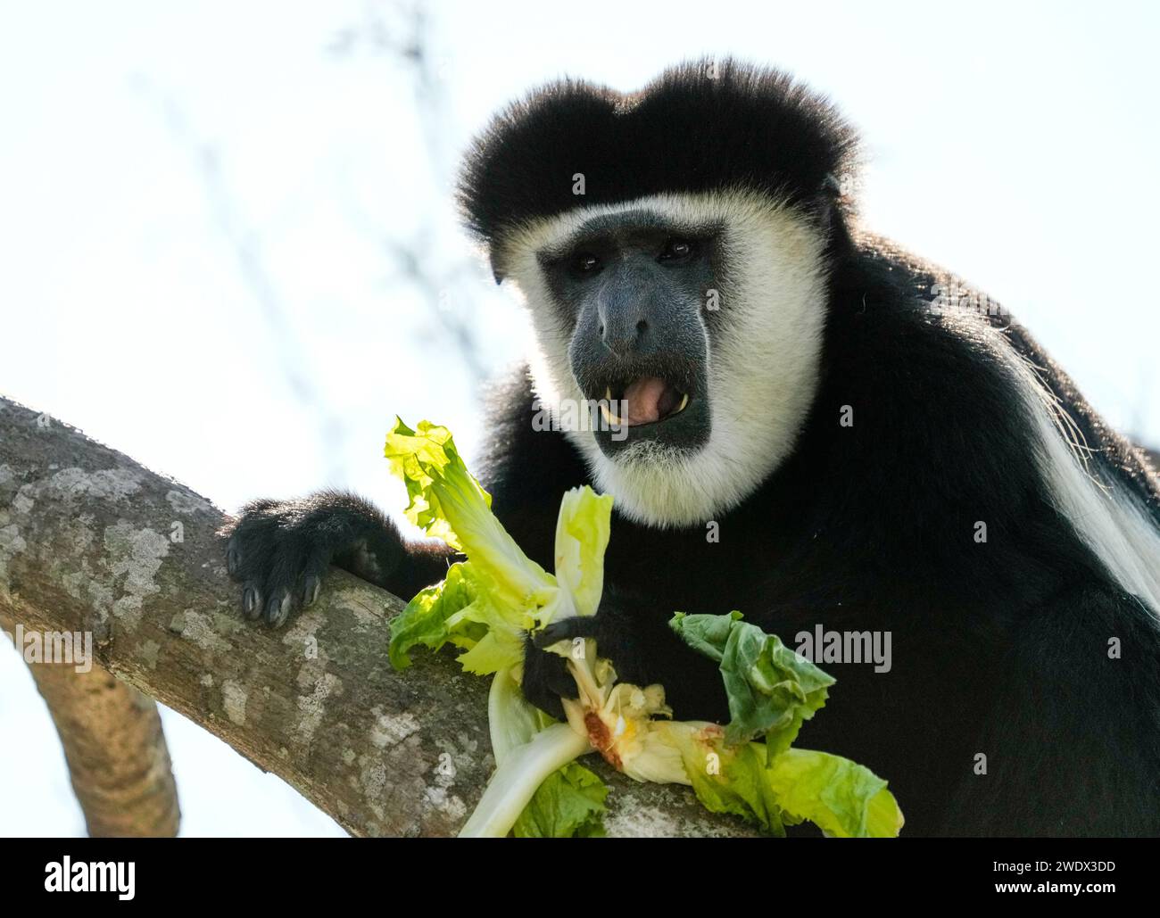 White handed gibbon baby hi-res stock photography and images - Alamy