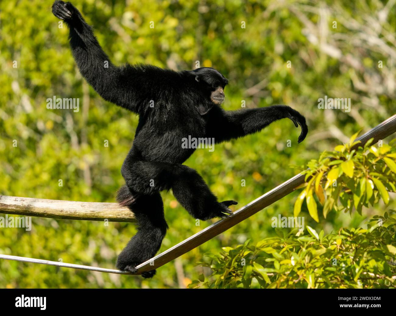 Naples, United States. 21st Jan, 2024. Siamang Gibbon on display at the ...