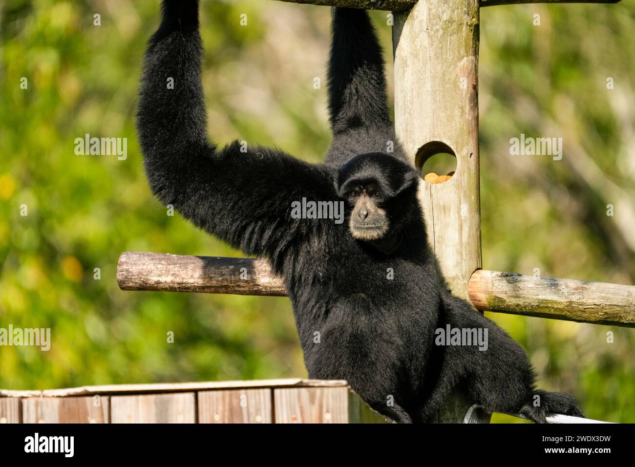 Naples, United States. 21st Jan, 2024. Siamang Gibbon on display at the ...