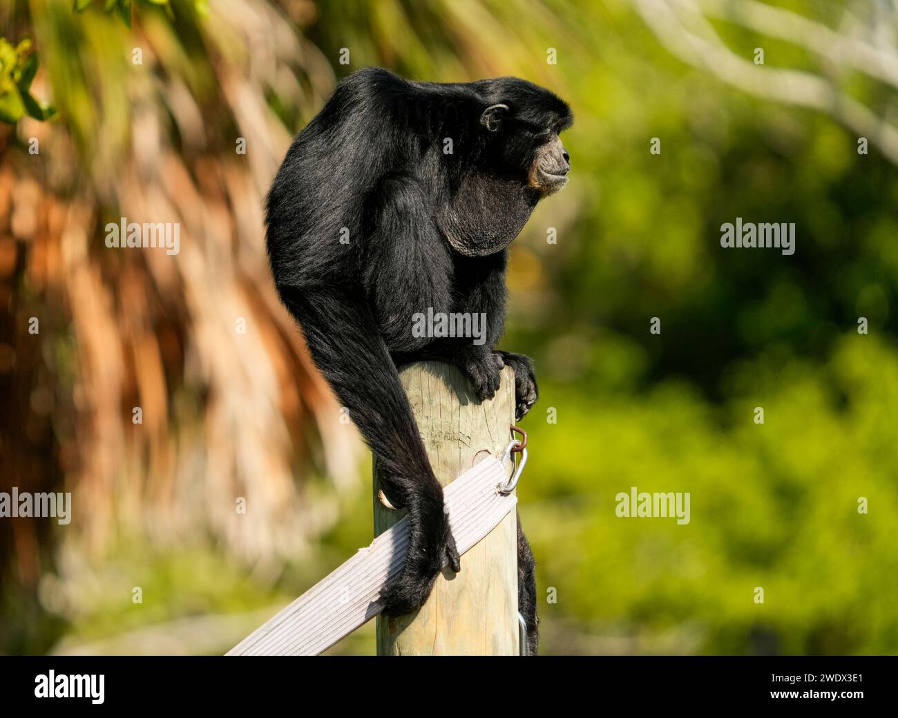 Bornean southern gibbon hi-res stock photography and images - Alamy