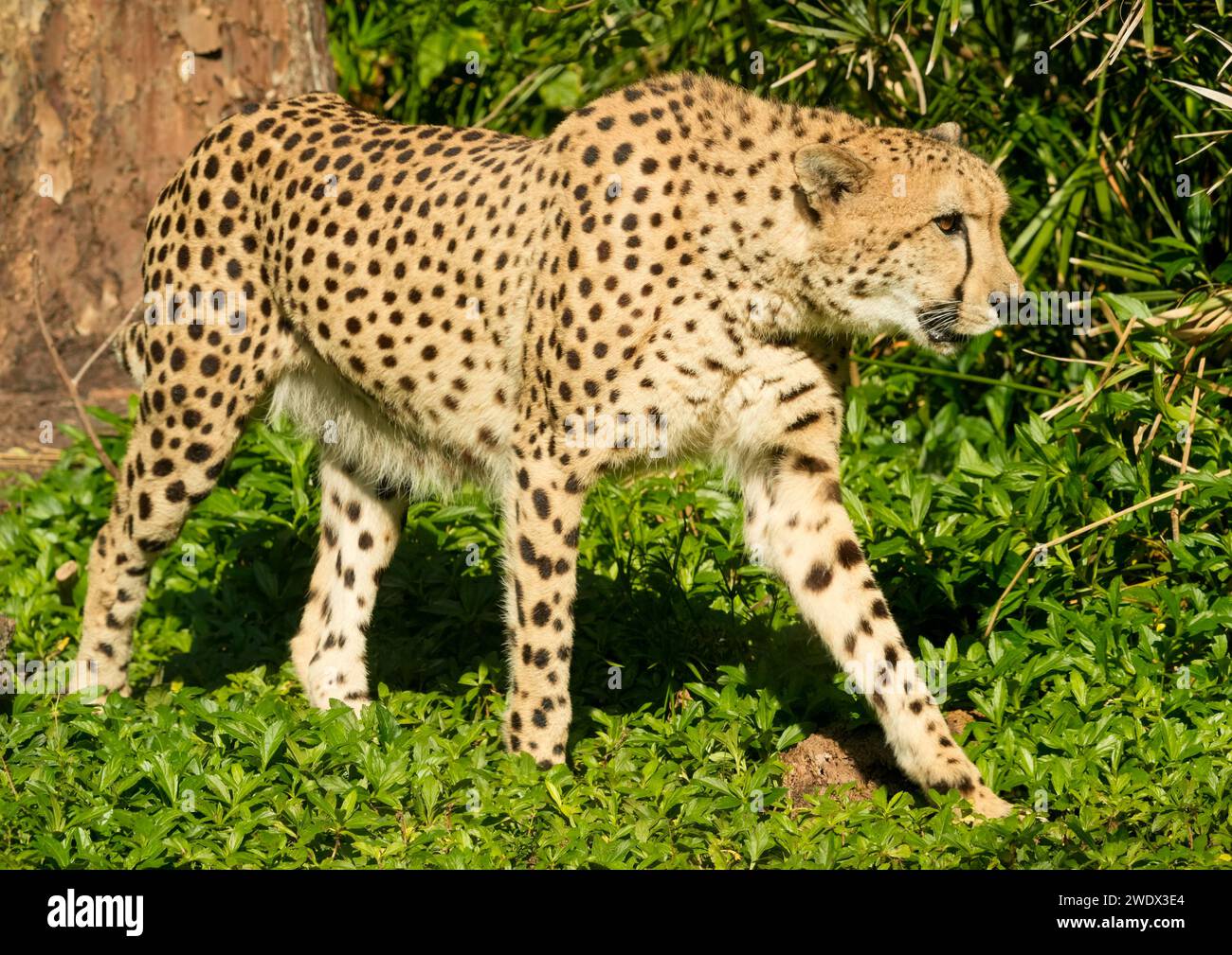 Naples, United States. 21st Jan, 2024. Cheetah (Acinonyx jubatus) on ...