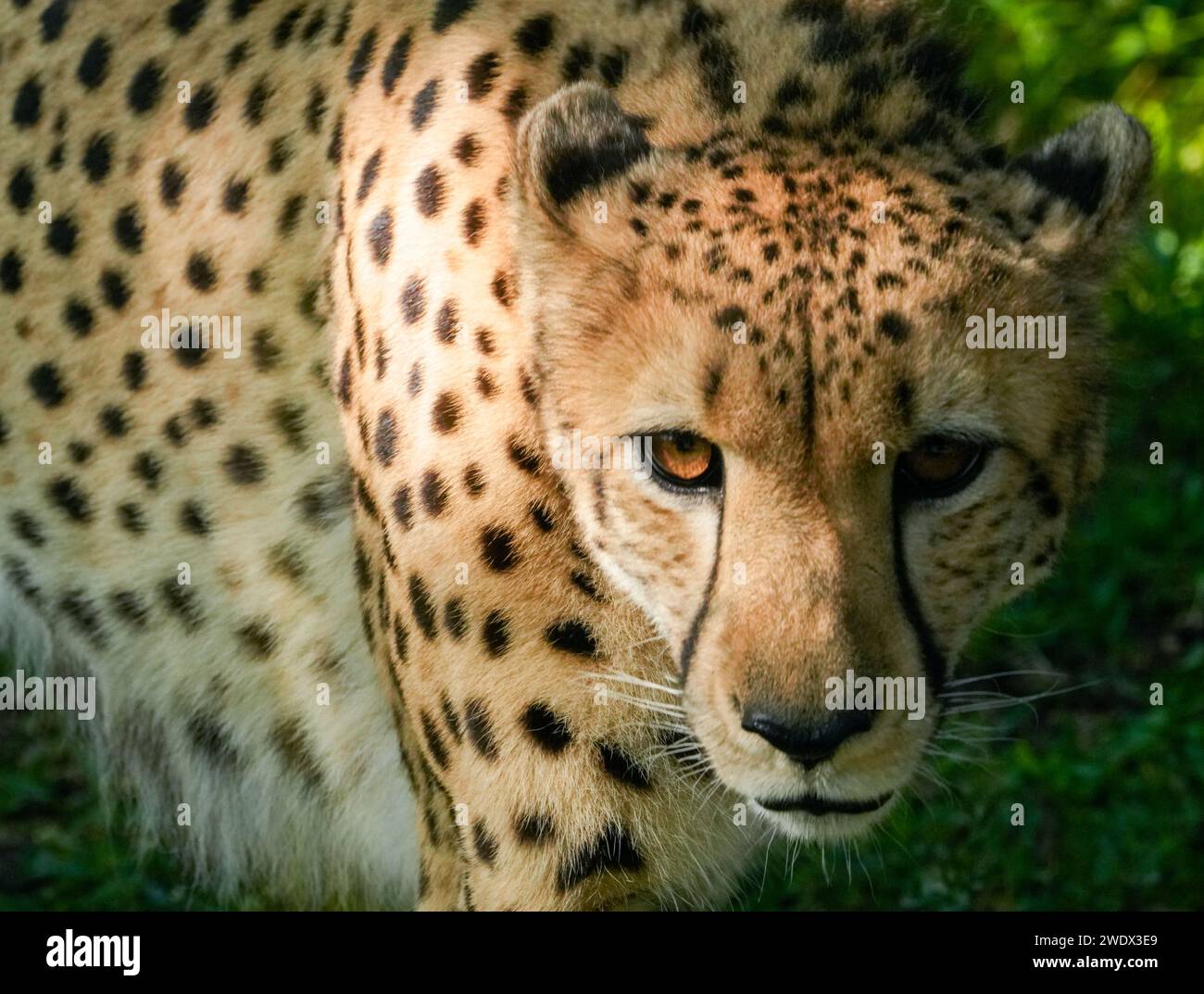 Naples, United States. 21st Jan, 2024. Cheetah (Acinonyx jubatus) on ...