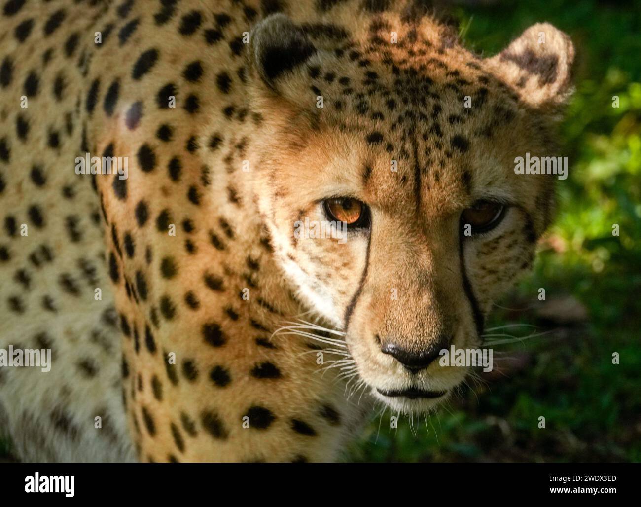 Naples, United States. 21st Jan, 2024. Cheetah (Acinonyx jubatus) on ...