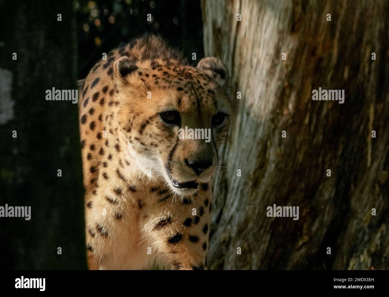 Naples, United States. 21st Jan, 2024. Cheetah (Acinonyx jubatus) on ...