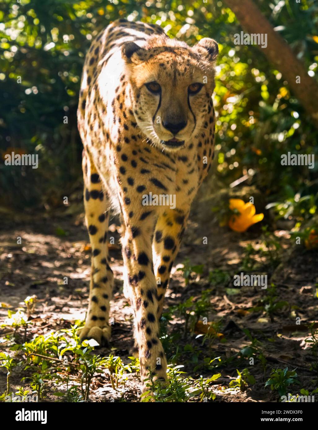 Malayan tiger pacing hi-res stock photography and images - Alamy