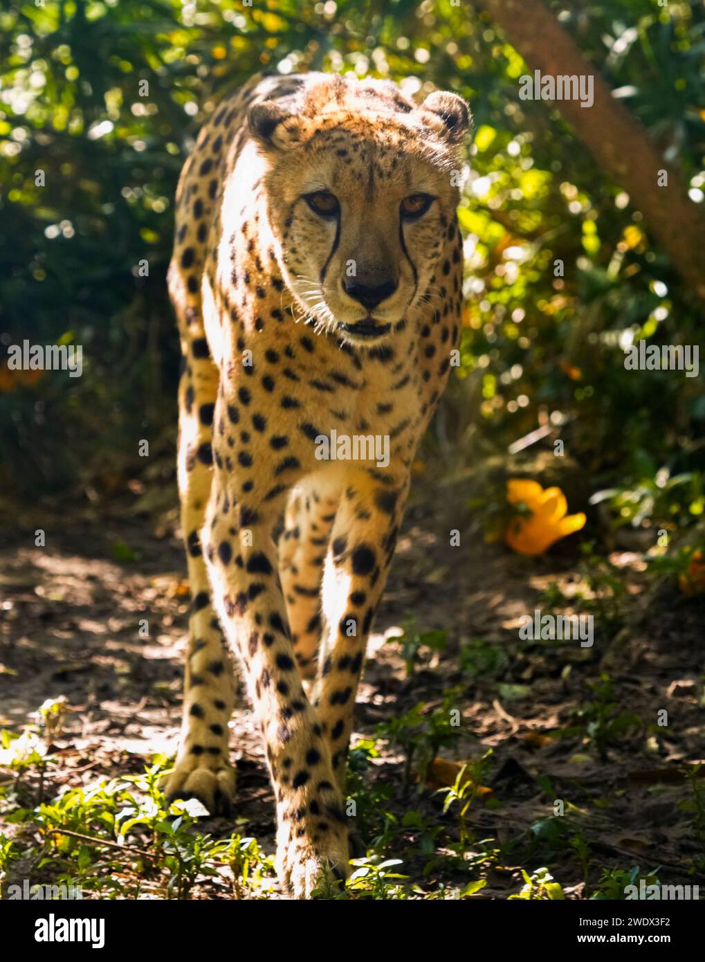 Naples, United States. 21st Jan, 2024. Cheetah (Acinonyx jubatus) on ...
