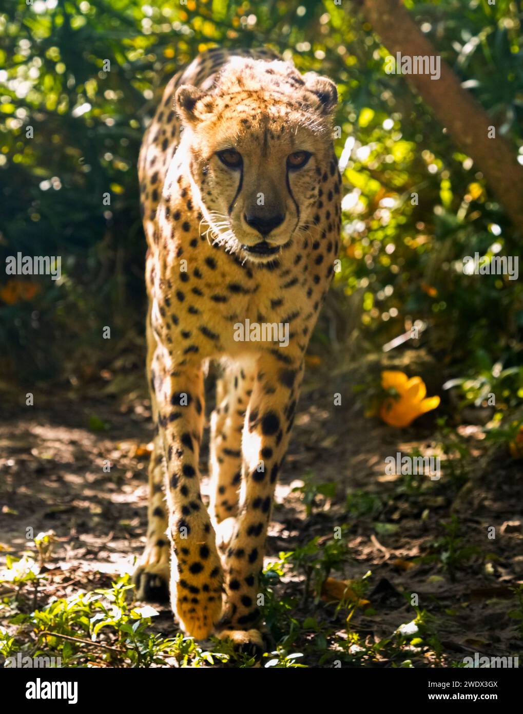 Naples, United States. 21st Jan, 2024. Cheetah (Acinonyx jubatus) on ...