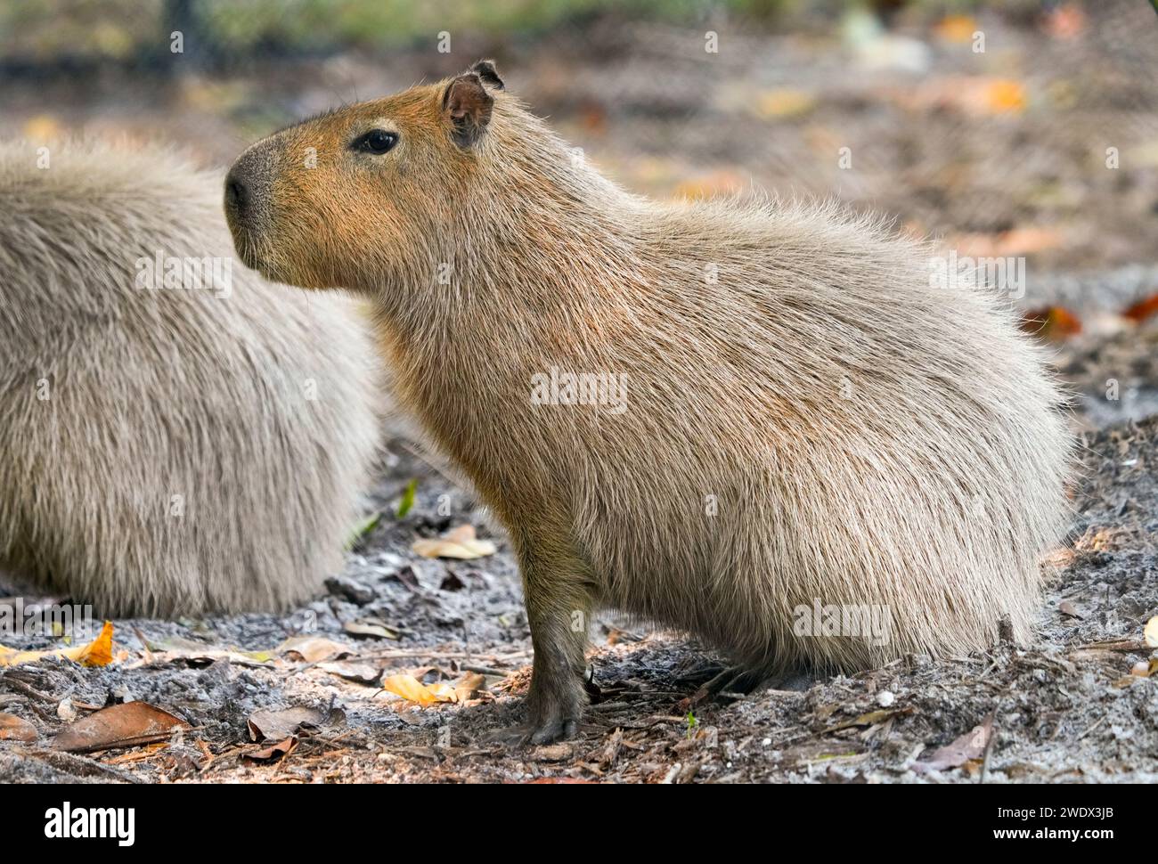 Naples, United States. 21st Jan, 2024. Capybara on display at the ...