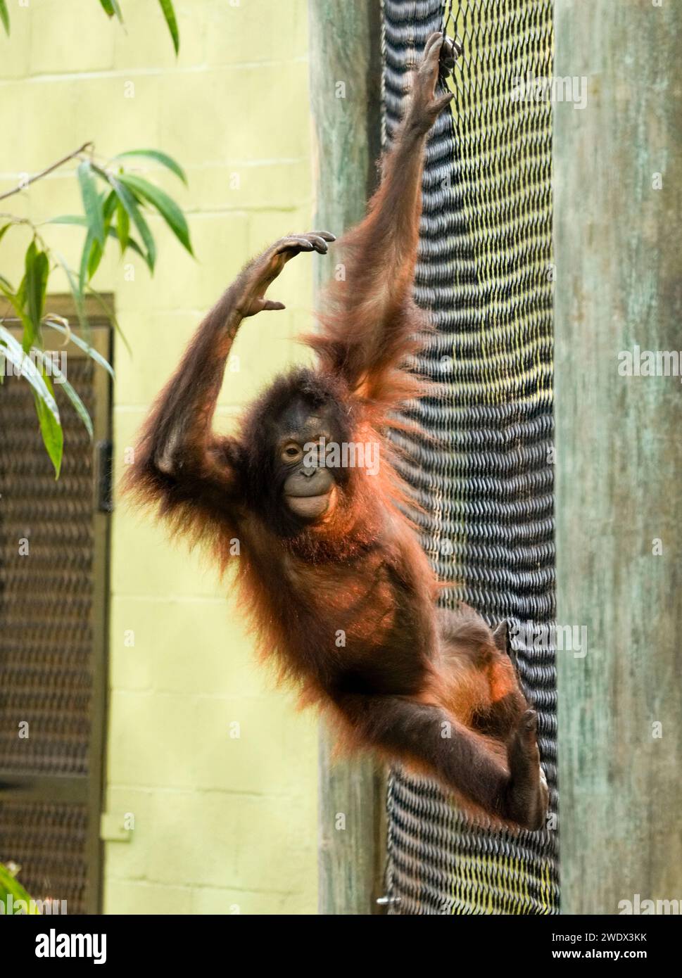 Naples, United States. 21st Jan, 2024. Bornean Orangutan on display at ...
