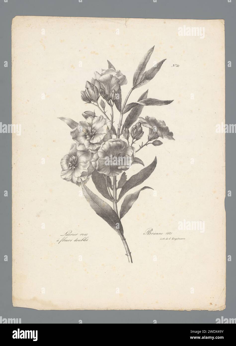 Oleander with double flowers, Auguste Piquet de Brienne, 1821 print ...