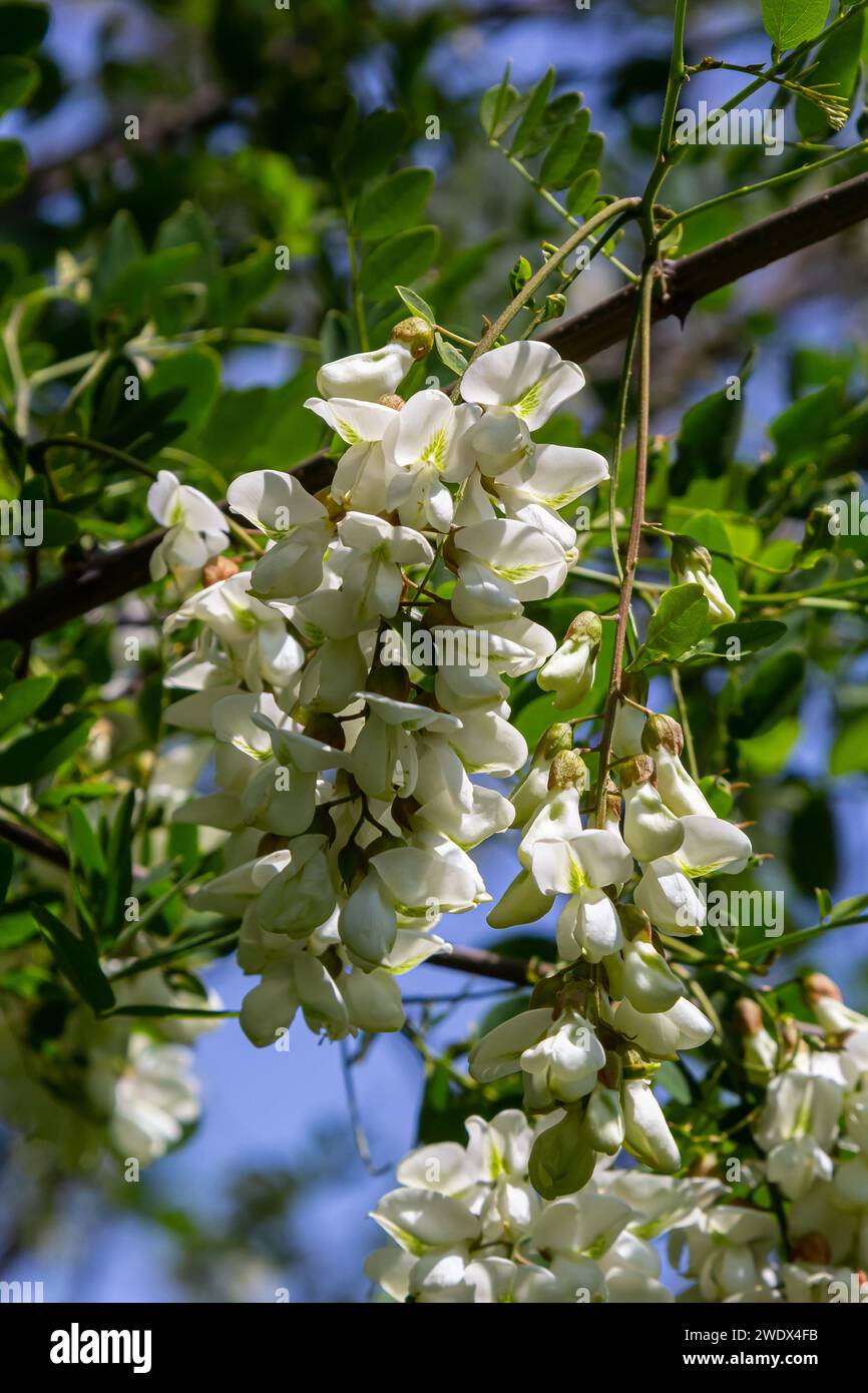 Abundant flowering acacia branch of Robinia pseudoacacia, false acacia ...
