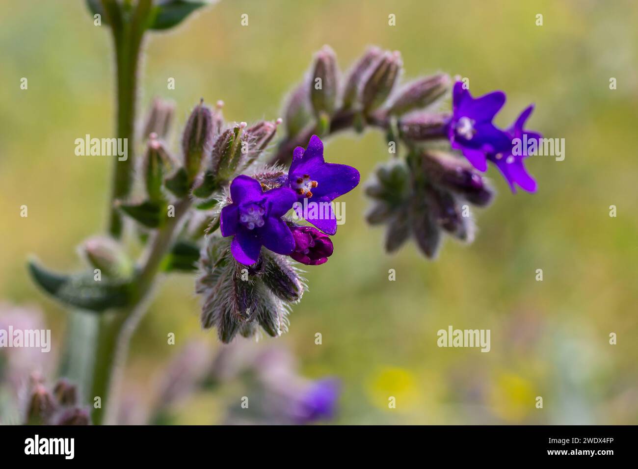 Anchusa officinalis, commonly known as the common bugloss or alkanet ...