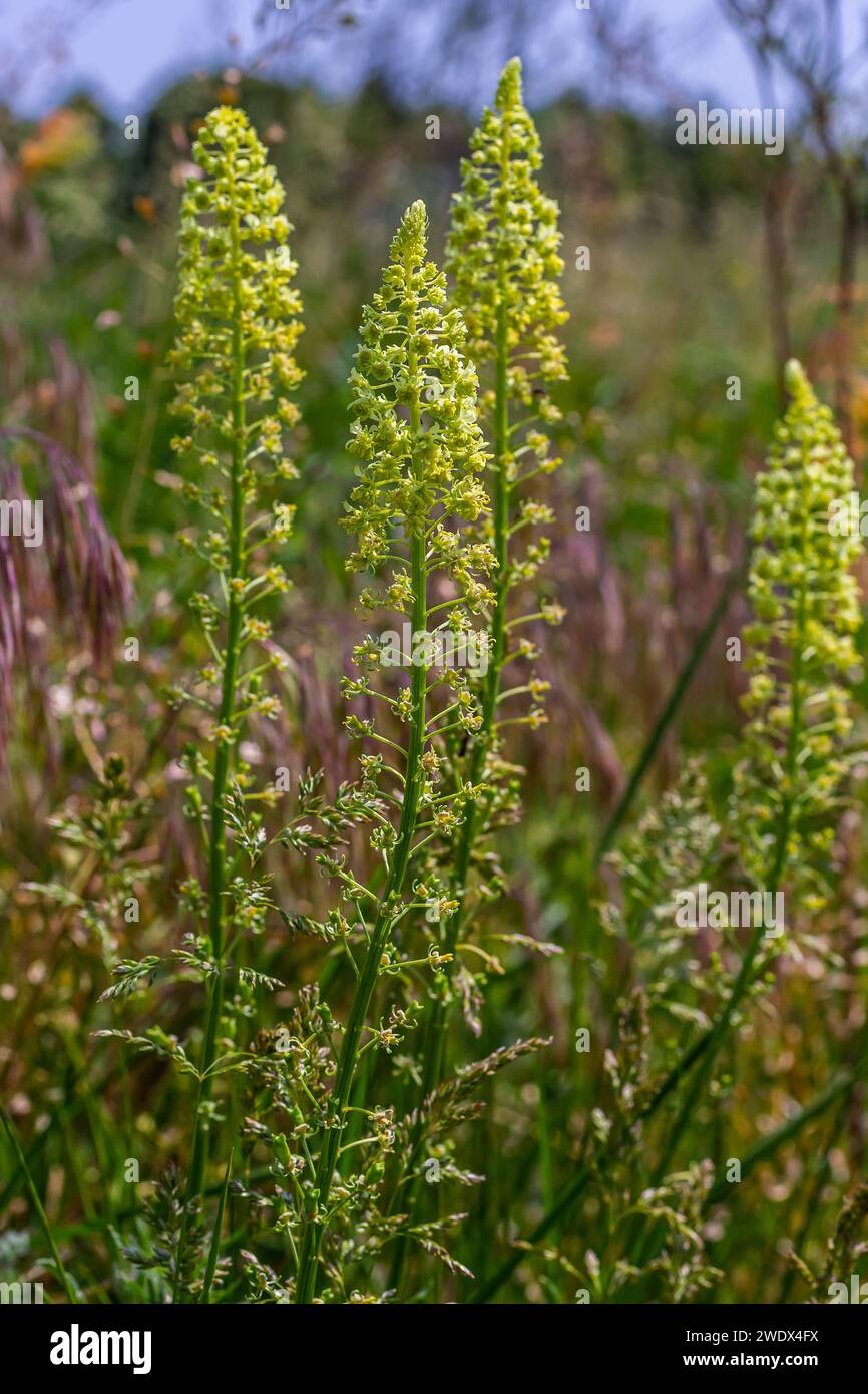 Mignonette flower hi-res stock photography and images - Alamy