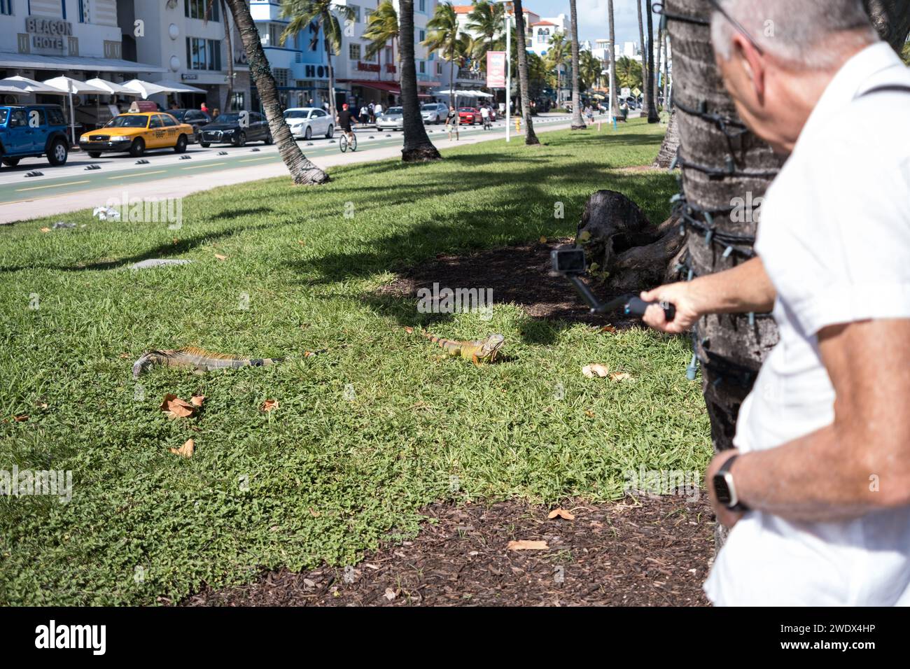 Miami, USA. 26th Oct, 2023. Large South Beach Iguanas Stock Photo - Alamy