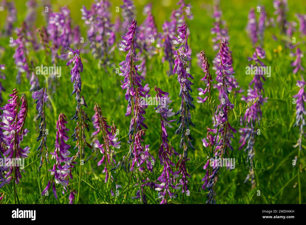 Vetch, vicia cracca valuable honey plant, fodder, and medicinal plant ...