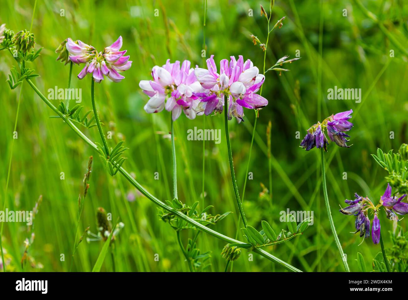 Securigera varia or Coronilla varia, commonly known as crownvetch or ...