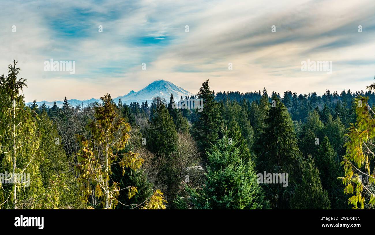 Evergreen trees in distance hi-res stock photography and images - Alamy