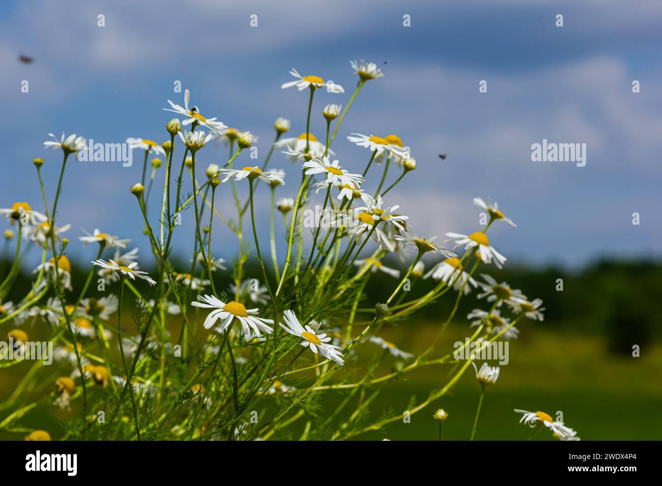Tripleurospermum inodorum, wild chamomile, mayweed, false chamomile ...