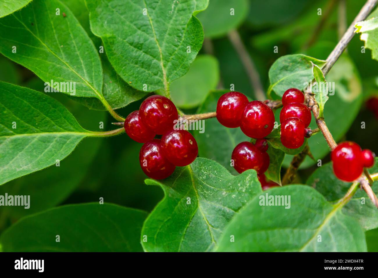 Festive Holiday Honeysuckle Branch with Red Berries Lonicera xylosteum ...
