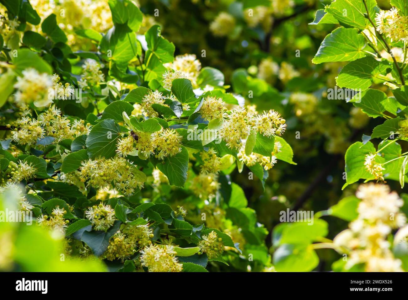 Tilia cordata linden tree branches in bloom, springtime flowering small ...