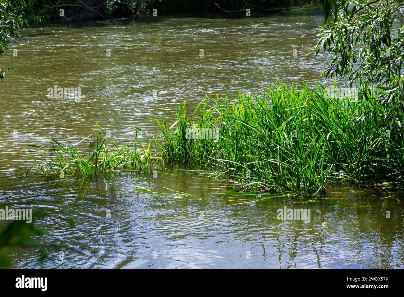 Glyceria maxima, commonly known as great manna grass, reed mannagrass ...