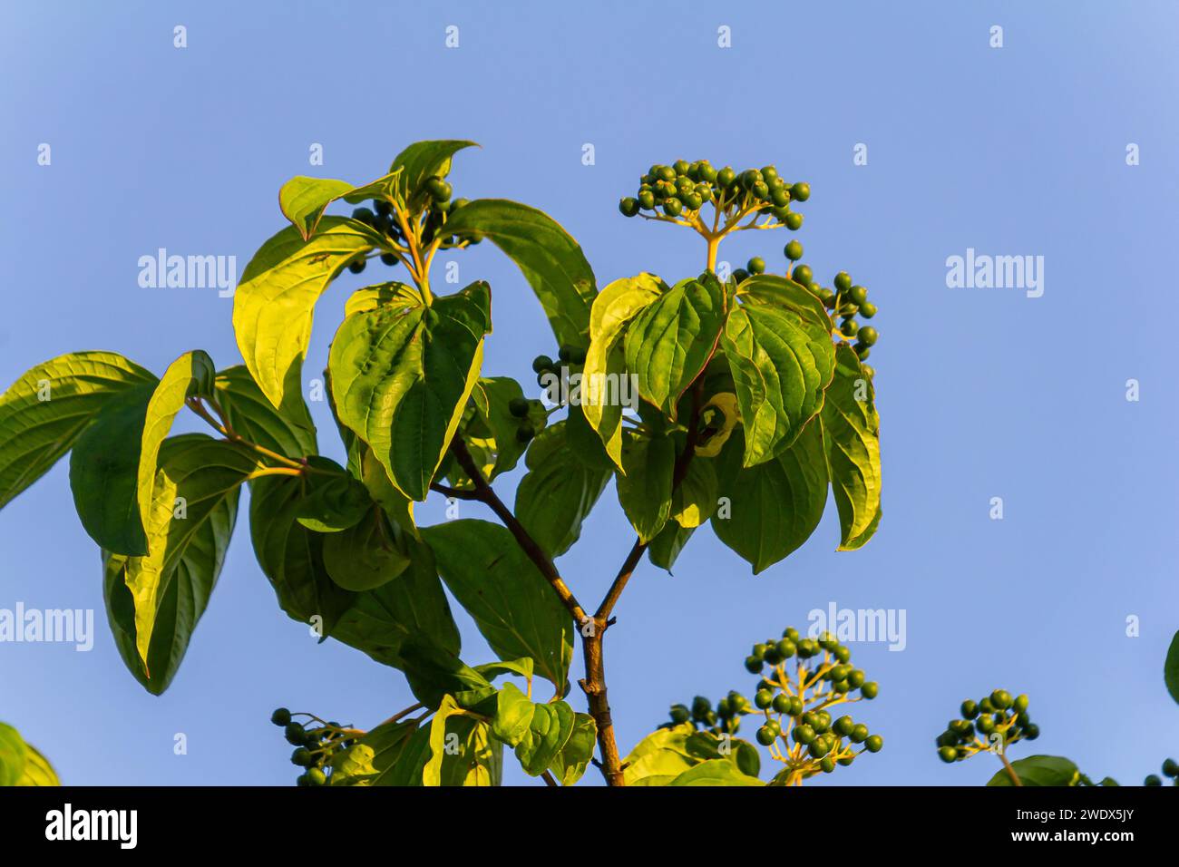 Dogwood berries - Cornus sanguinea Calcareous scrub bush Stock Photo ...