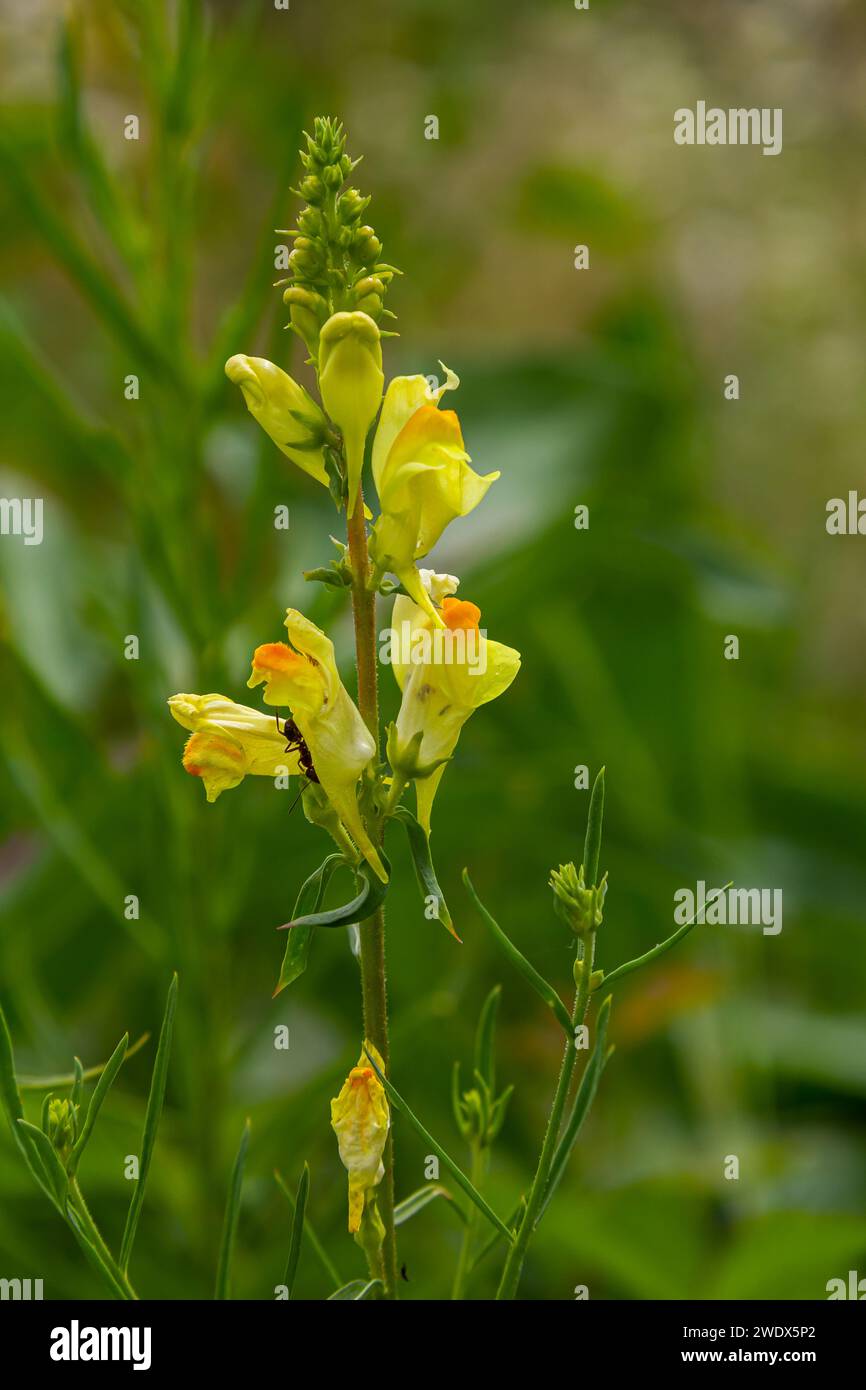 Linaria vulgaris common toadflax yellow wild flowers flowering on the ...