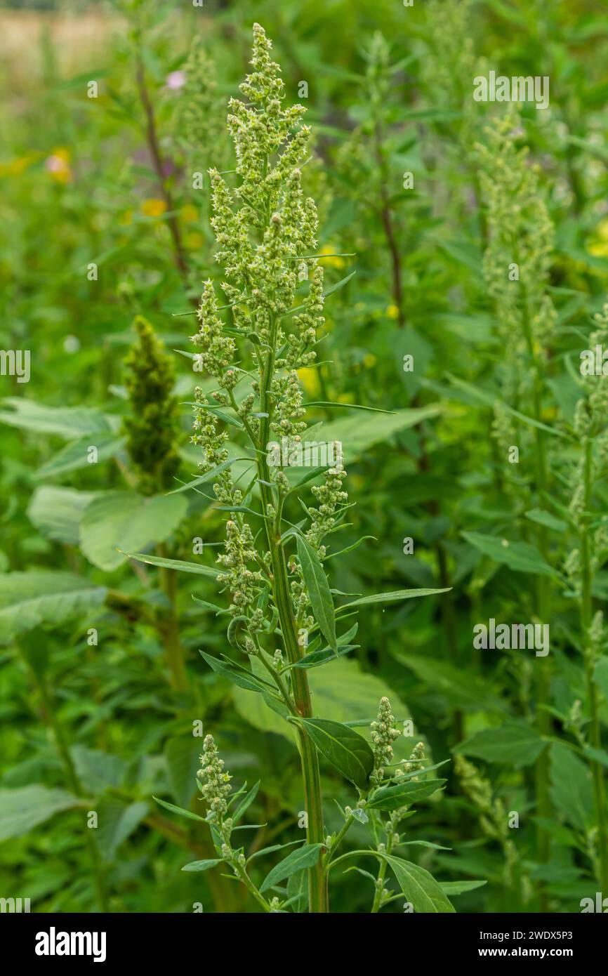 Chenopodium album, edible plant, common names include lamb's quarters ...