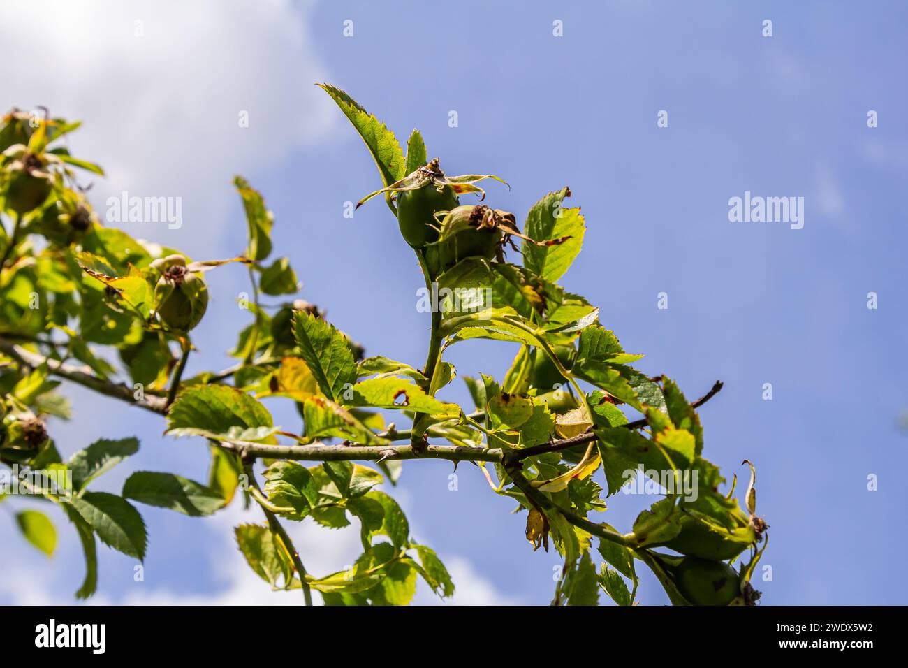 Red rose hips of dog rose. Rosa canina, commonly known as the dog rose ...